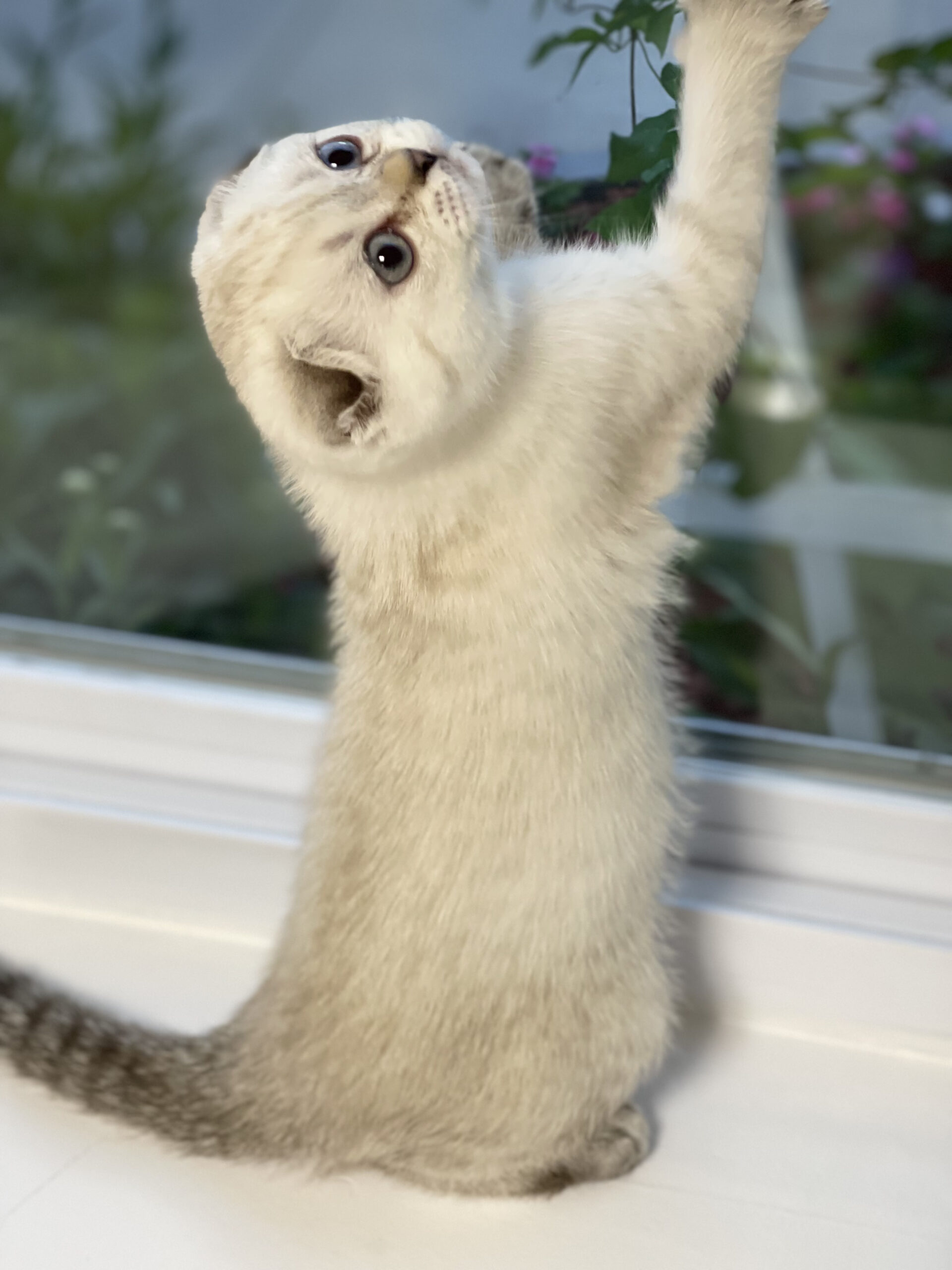 Our Cats & Kittens | Scottish Kingdom Cats