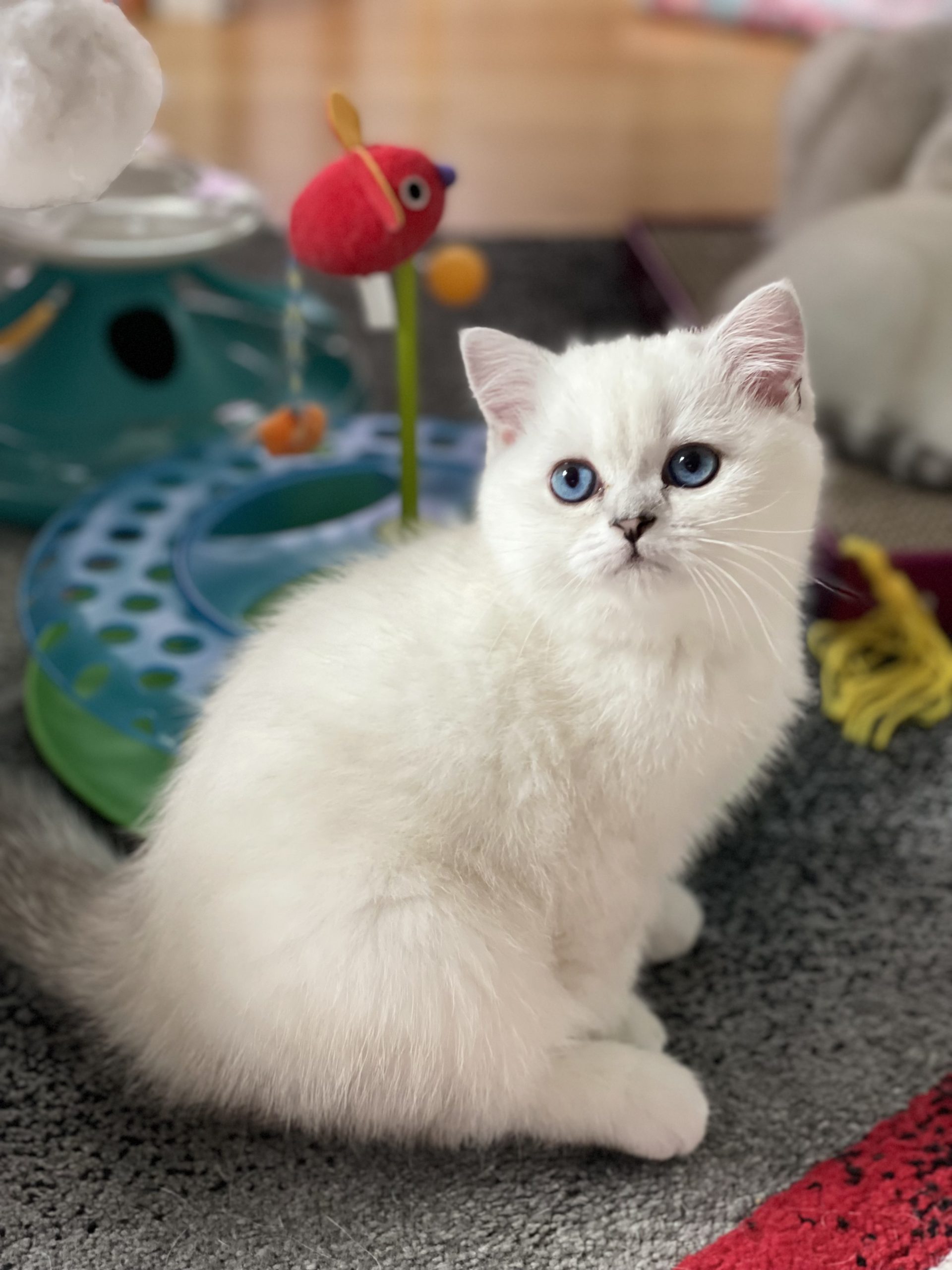 Our Cats & Kittens | Scottish Kingdom Cats
